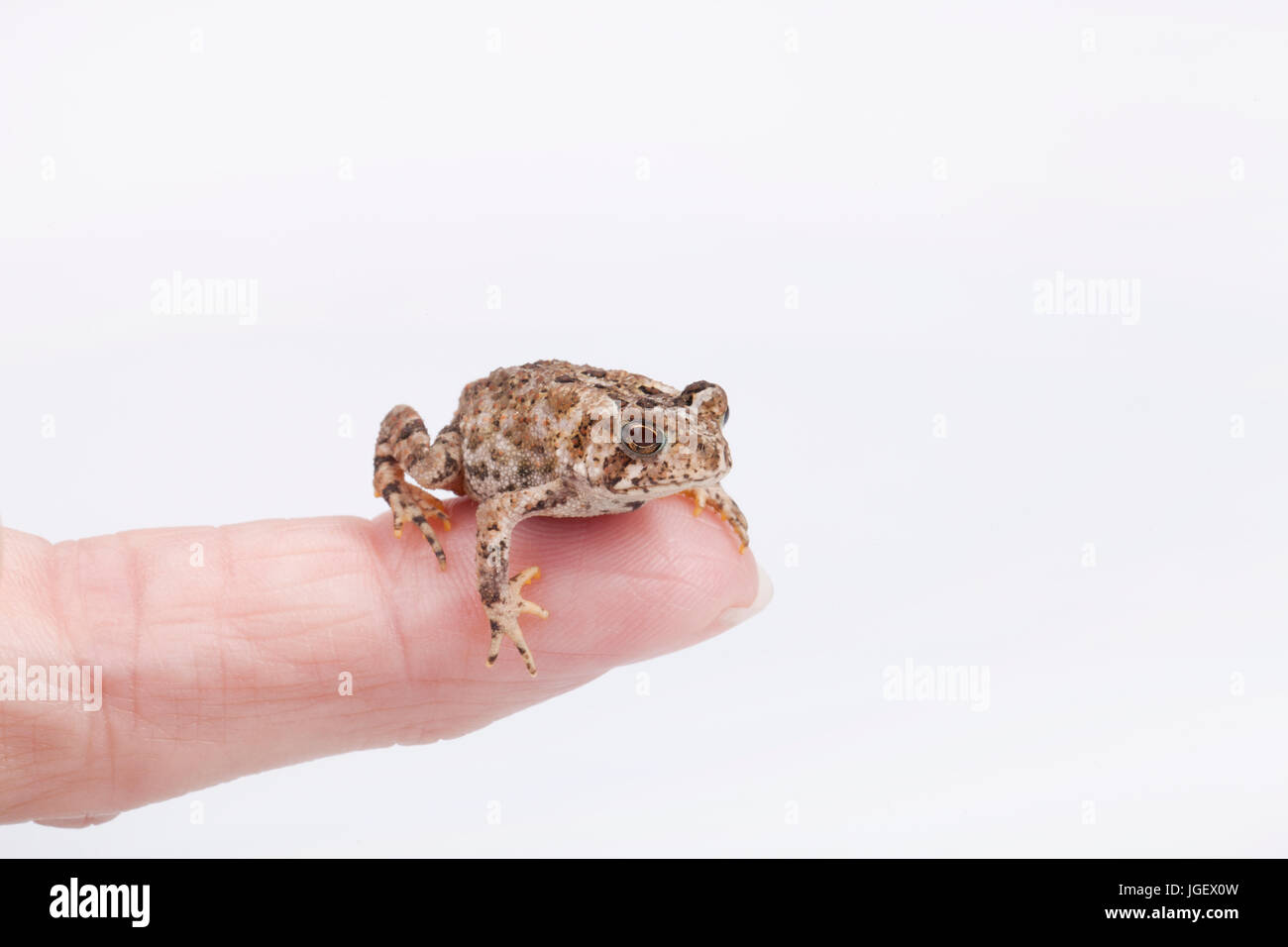 Miniature toad on a white surface. Mini toad isolated on white ...