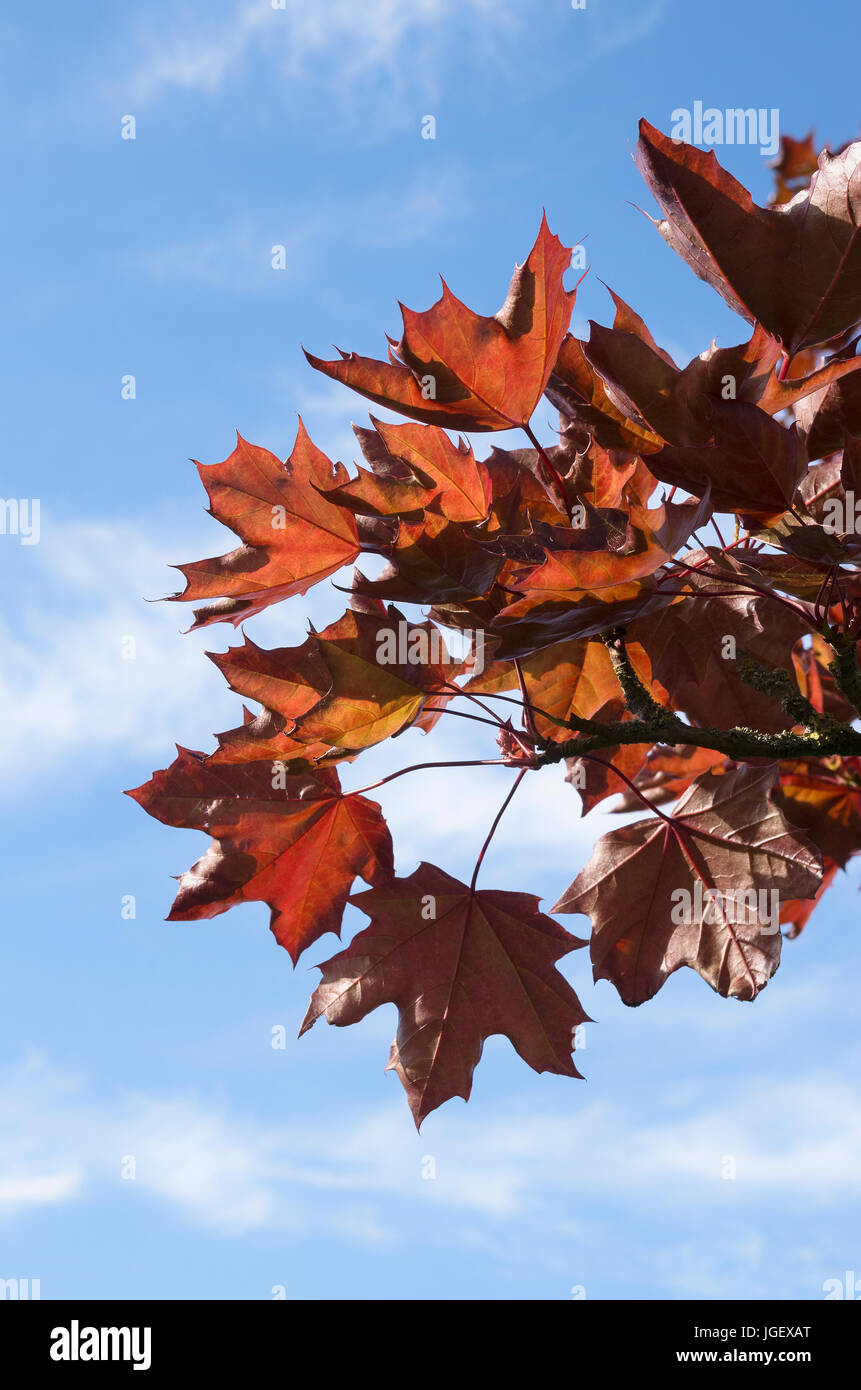New foliage on an old ornamental maple tree against a blue sky in UK ...
