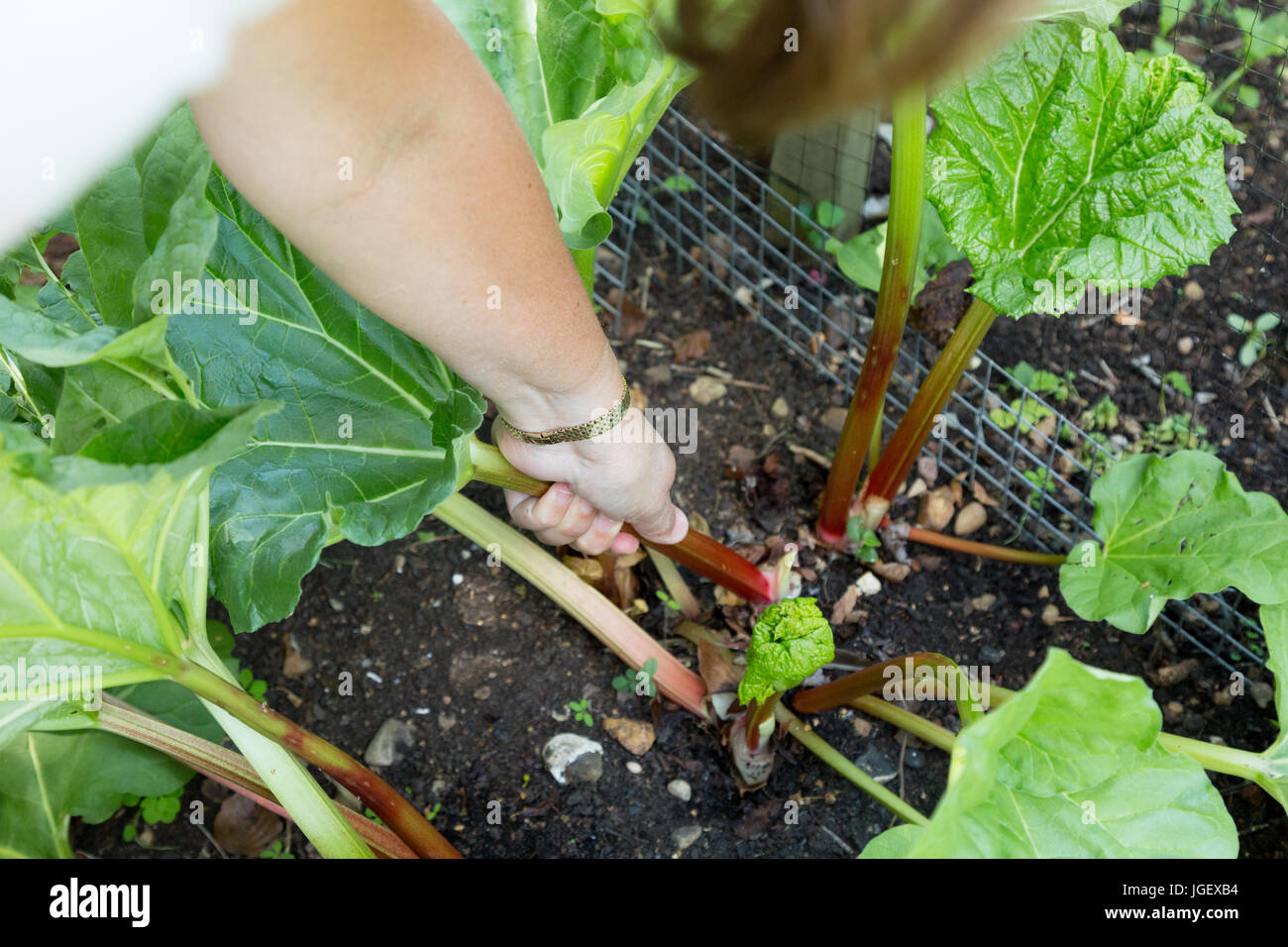 Picking rhubarb UK - the correct way to pick rhubarb by pulling it ...
