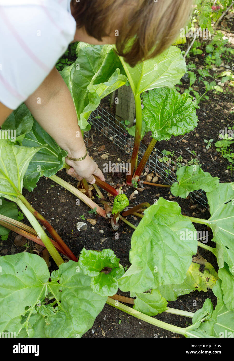 Picking rhubarb UK - the correct way to pick rhubarb by pulling it ...