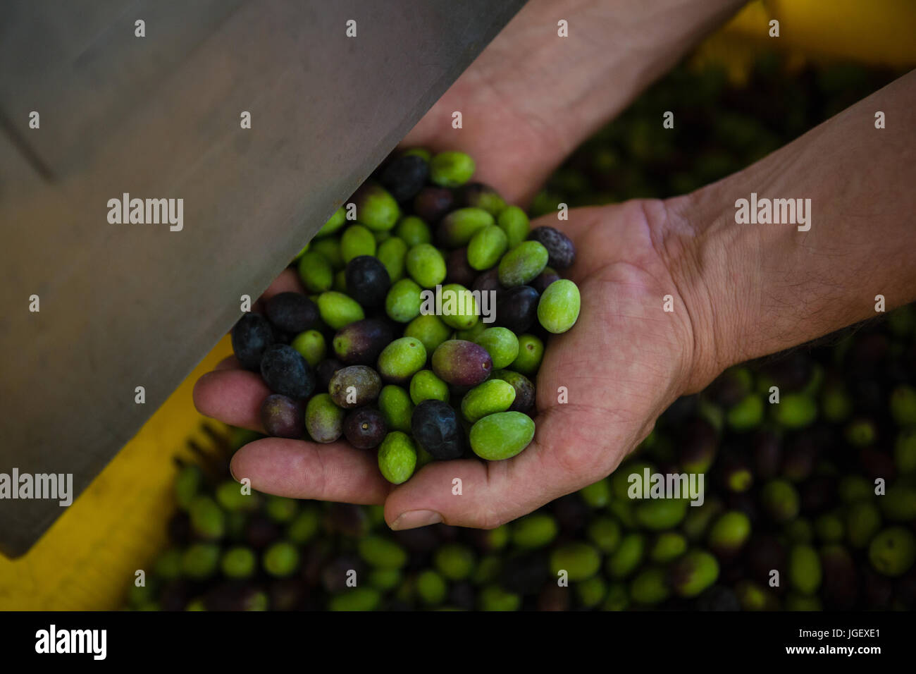 Worker holding harvested olives in factory Stock Photo - Alamy