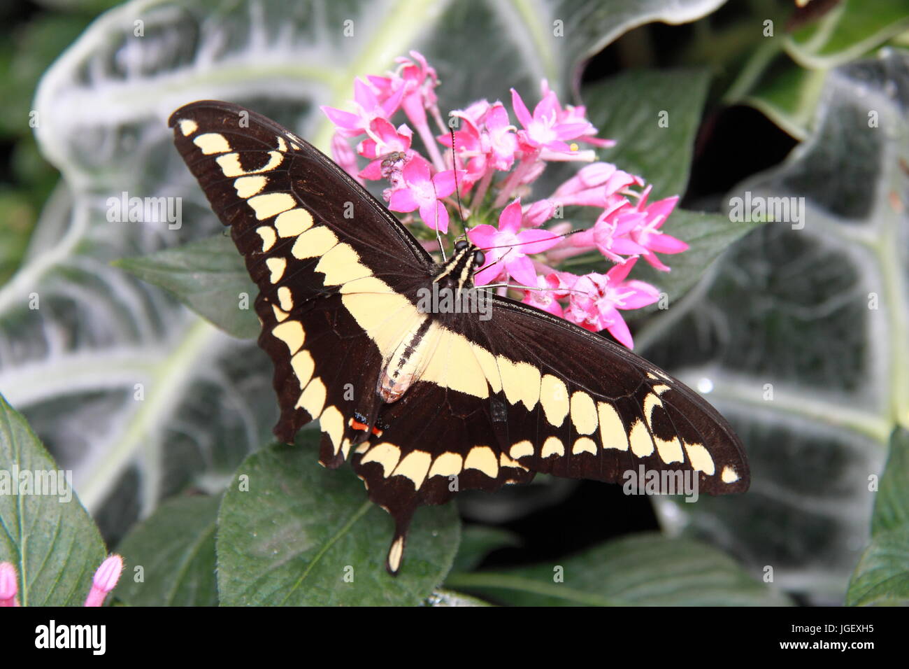 King Swallowtail butterfly (Papilio thoas). Butterfly Dome. RHS Hampton ...