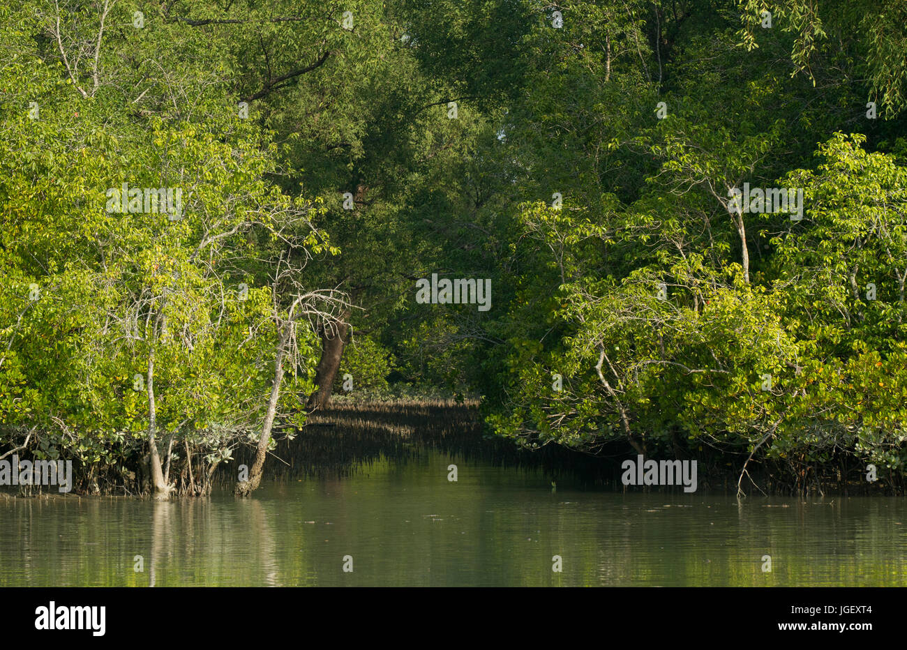 Forest at Nilkomol or Hiron Point area in the Sundarbans, a UNESCO ...