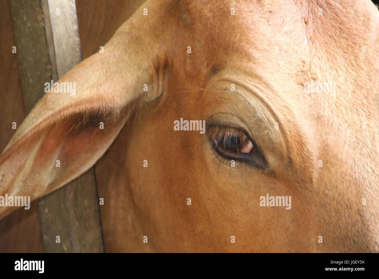 Canga brazil hi-res stock photography and images - Alamy