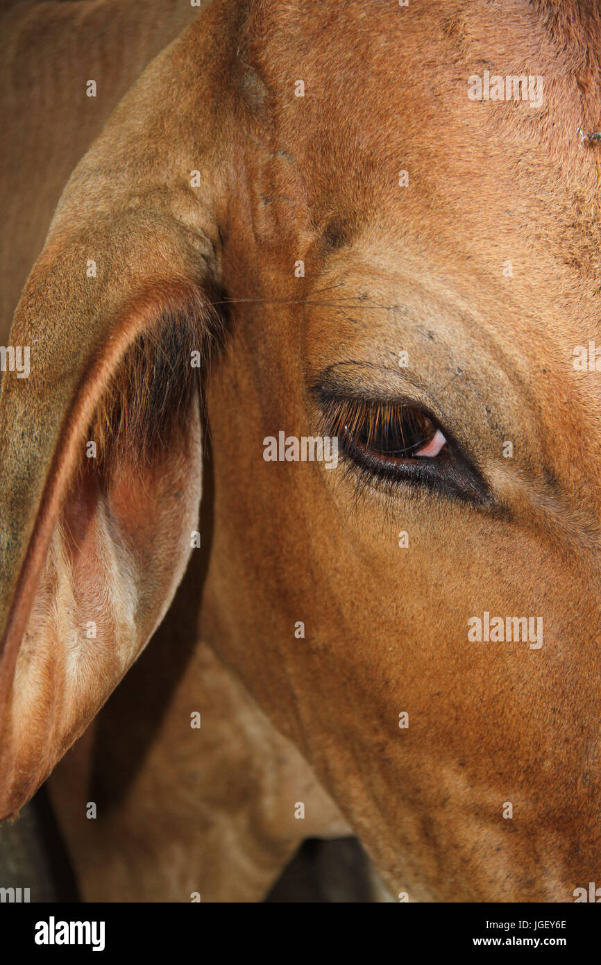 Canga brazil hi-res stock photography and images - Alamy