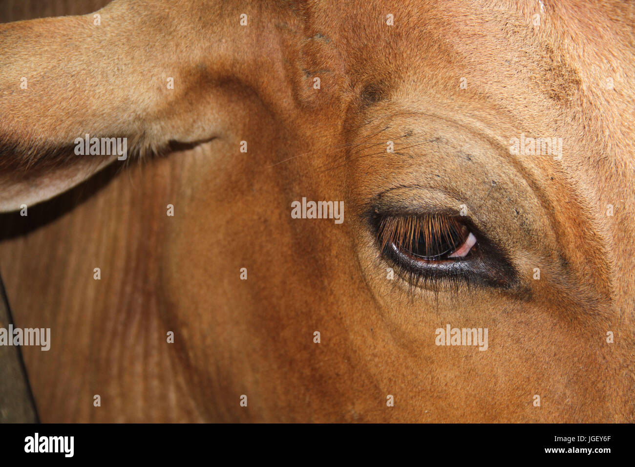 Canga brazil hi-res stock photography and images - Alamy