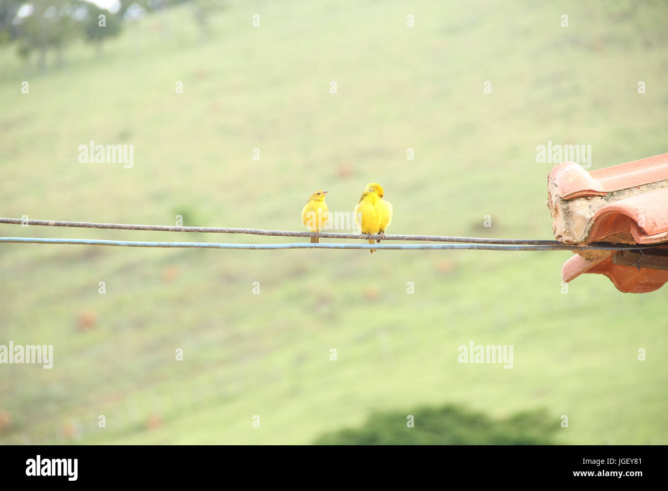 Sitio canarinho hi-res stock photography and images - Alamy