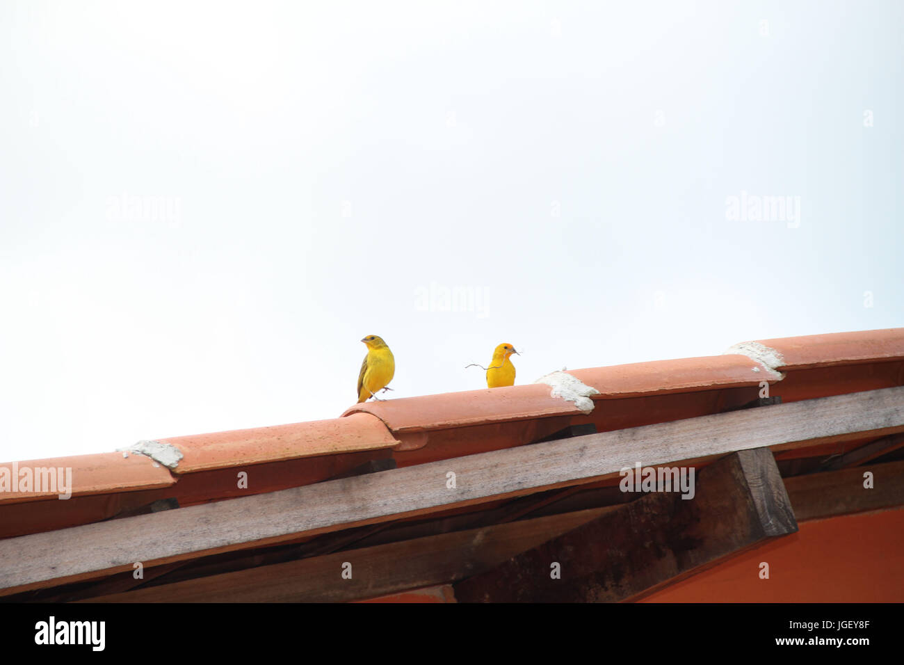 Brazil bird farm hi-res stock photography and images - Alamy