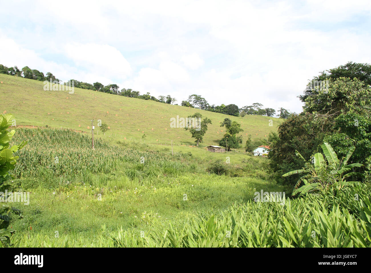 Brazil plantation house hi-res stock photography and images - Alamy
