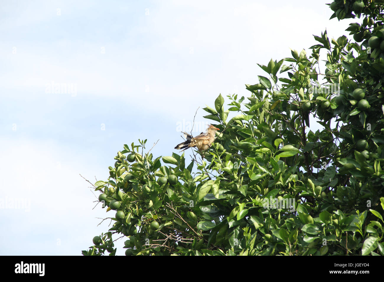 Planta de guira hi-res stock photography and images - Alamy