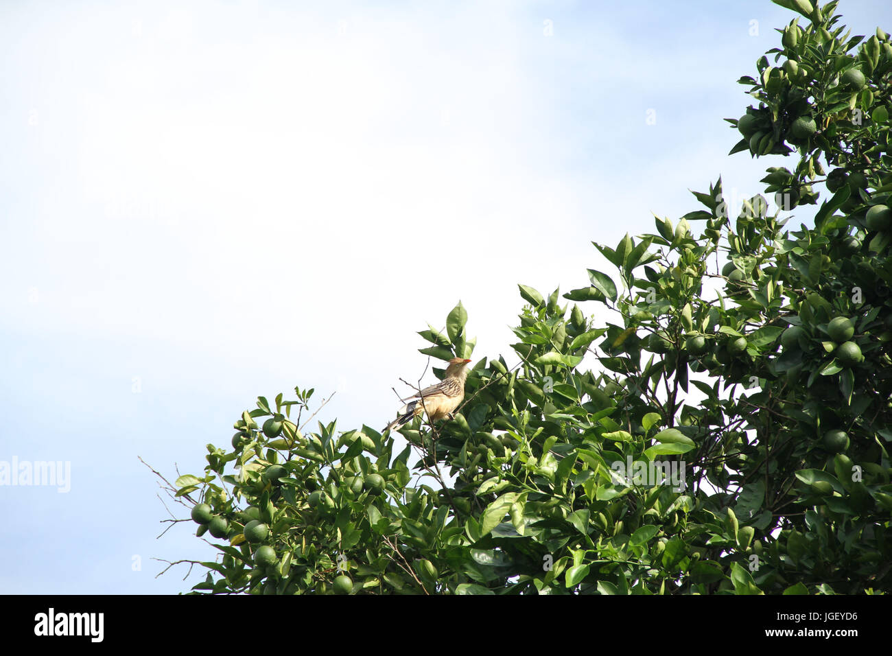 Planta de guira hi-res stock photography and images - Alamy