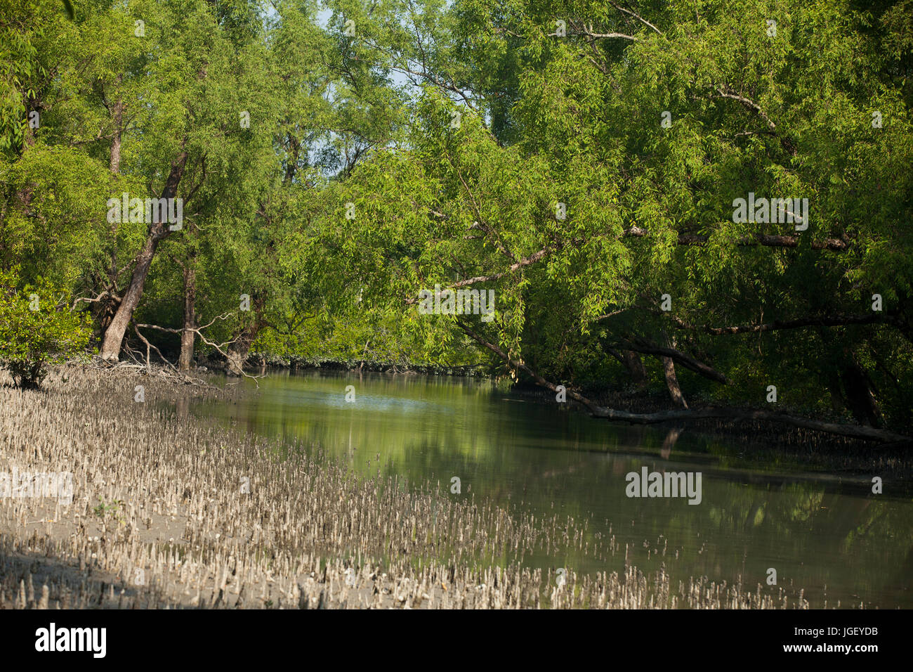 Forest at Nilkomol or Hiron Point area in the Sundarbans, a UNESCO ...