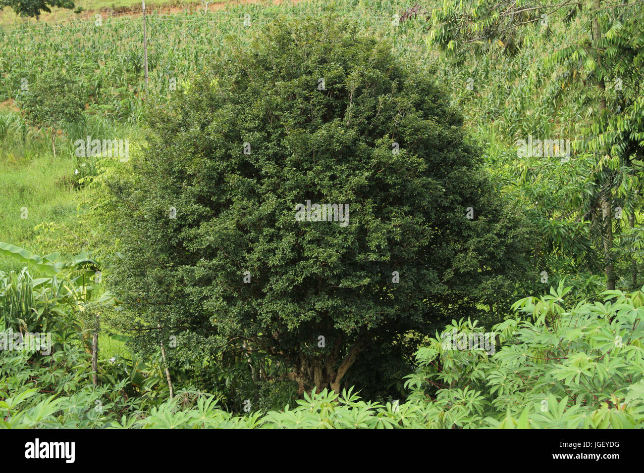 planting corn, manioc, farm, 2016, Merces, Minas Gerais, Brazil Stock ...