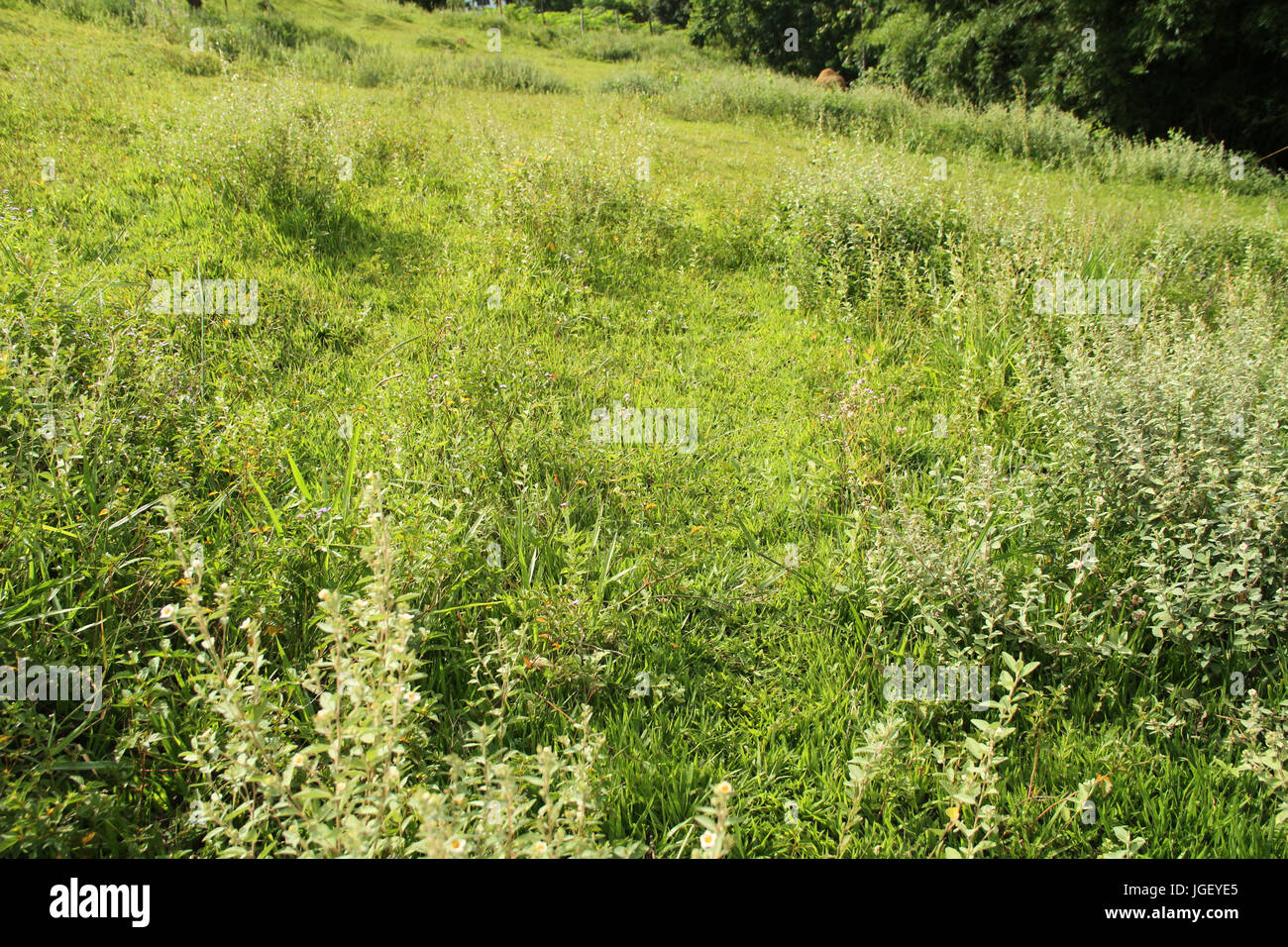 vegetation, farm, 2016, Merces, Minas Gerais, Brazil Stock Photo - Alamy