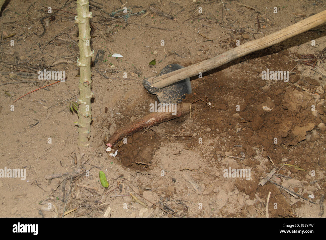 Plantation, plucking, Cassava, farm, 2016, Merces, Minas Gerais, Brazil ...