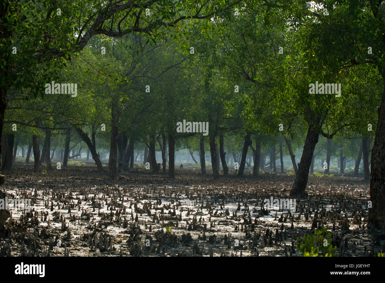 Forest at Nilkomol or Hiron Point area in the Sundarbans, a UNESCO ...