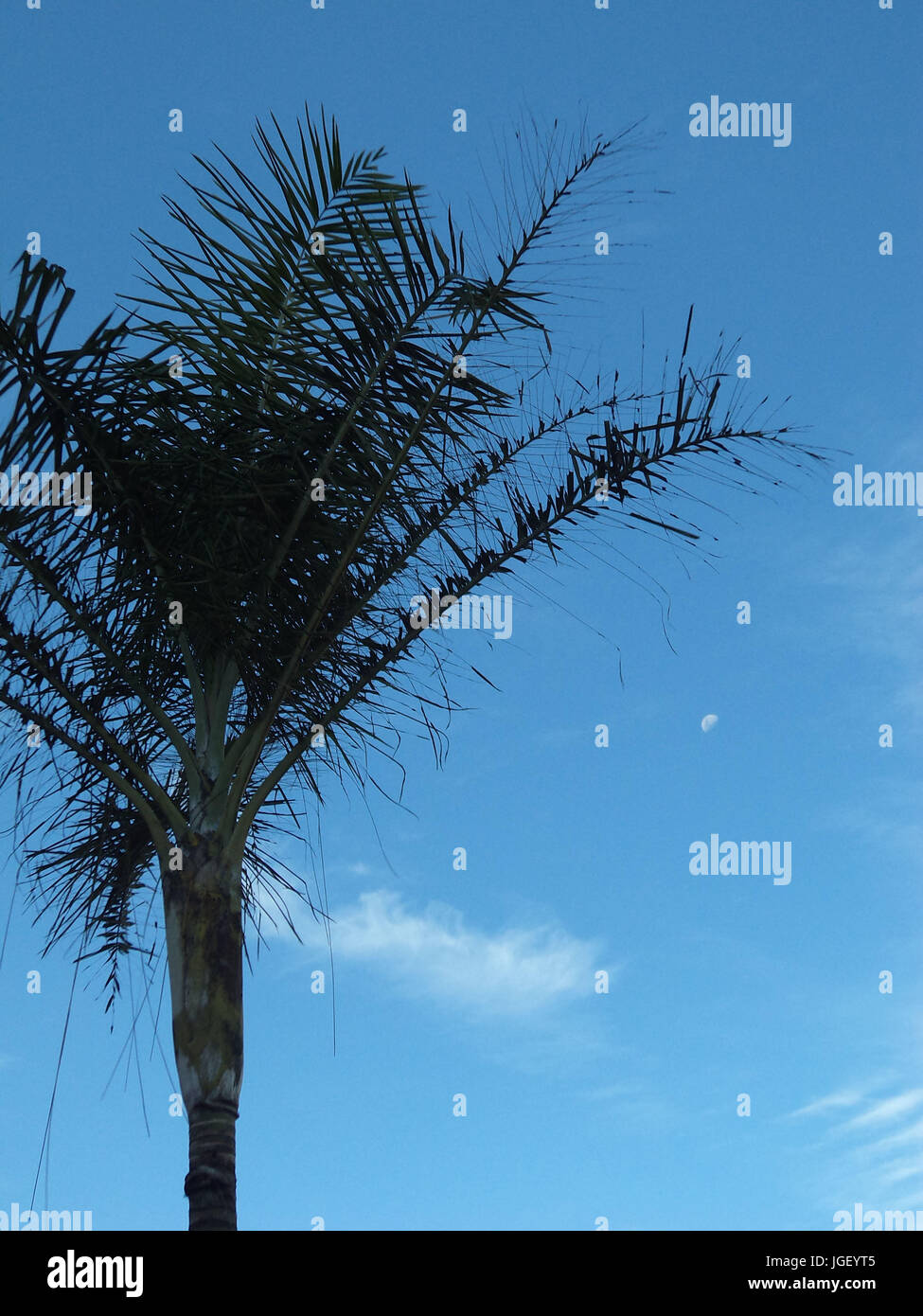 Tree, palm tree, blue sky, São Paulo, Brazil Stock Photo - Alamy
