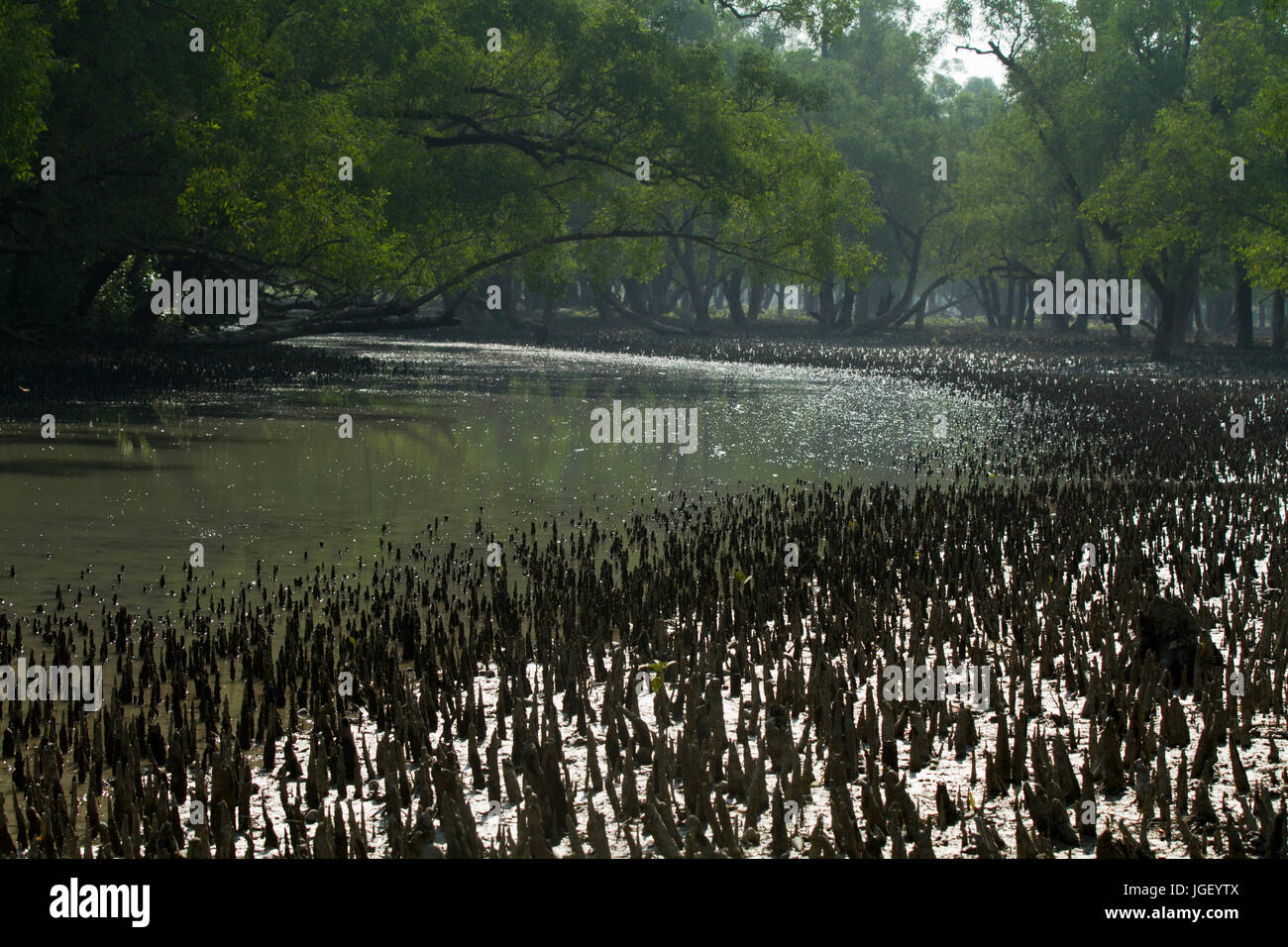 Forest at Nilkomol or Hiron Point area in the Sundarbans, a UNESCO ...
