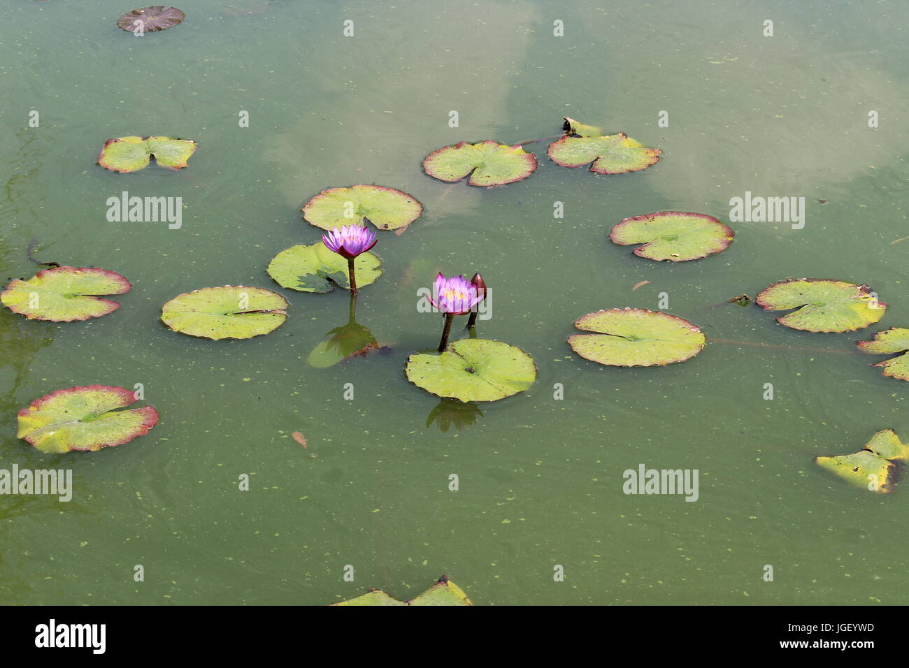 Indian water lilies hi-res stock photography and images - Alamy