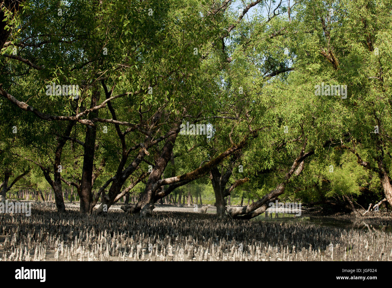 Tidal forest hi-res stock photography and images - Alamy