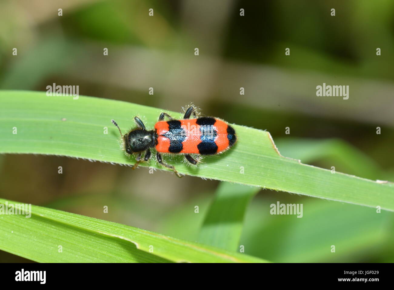 spring bugs and scarabs on the flower gass Stock Photo - Alamy