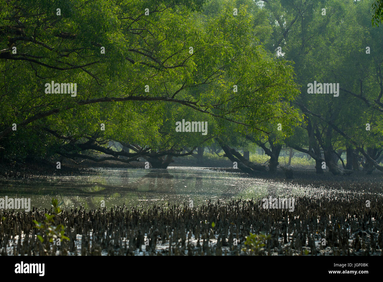 Forest at Nilkomol or Hiron Point area in the Sundarbans, a UNESCO ...