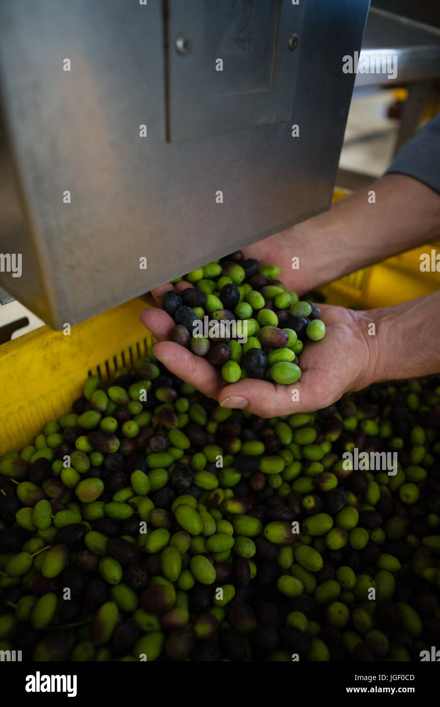 Had of worker holding harvested olives in factory Stock Photo - Alamy