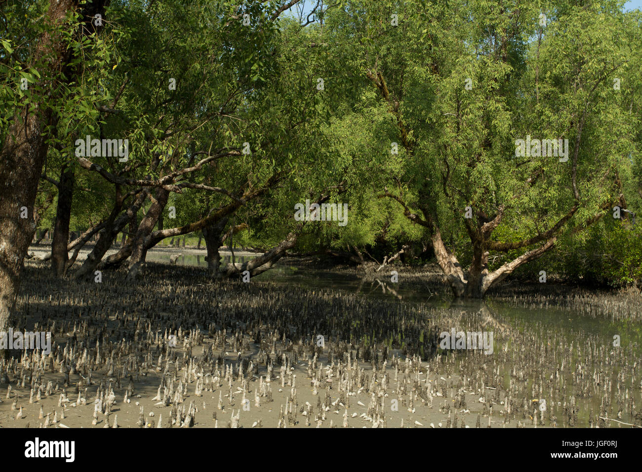 Forest at Nilkomol or Hiron Point area in the Sundarbans, a UNESCO ...