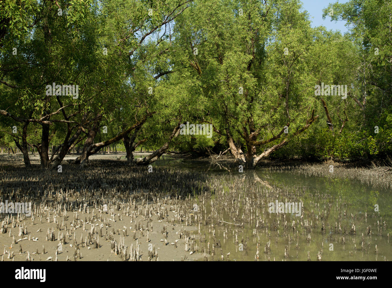 Forest at Nilkomol or Hiron Point area in the Sundarbans, a UNESCO ...
