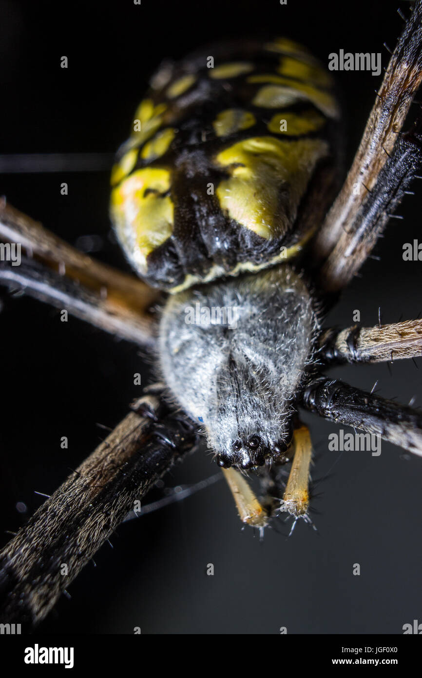 A close-up view of a large spider Stock Photo - Alamy