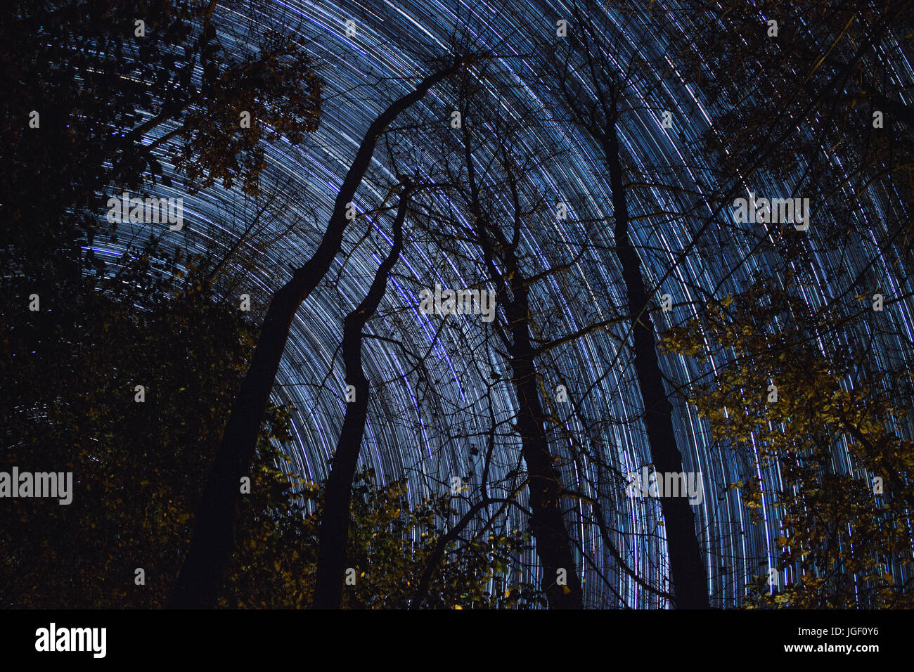 Star trails reveal the rotation of the earth above a forest of trees ...