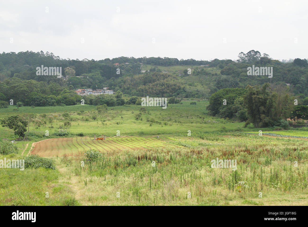 Plantations, vegetables, suburbs, 2014, Capital, São Paulo, Brazil ...