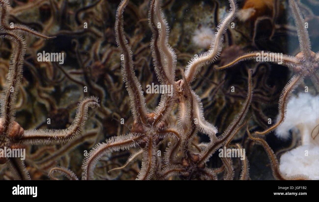 Starfish under the water hi-res stock photography and images - Alamy