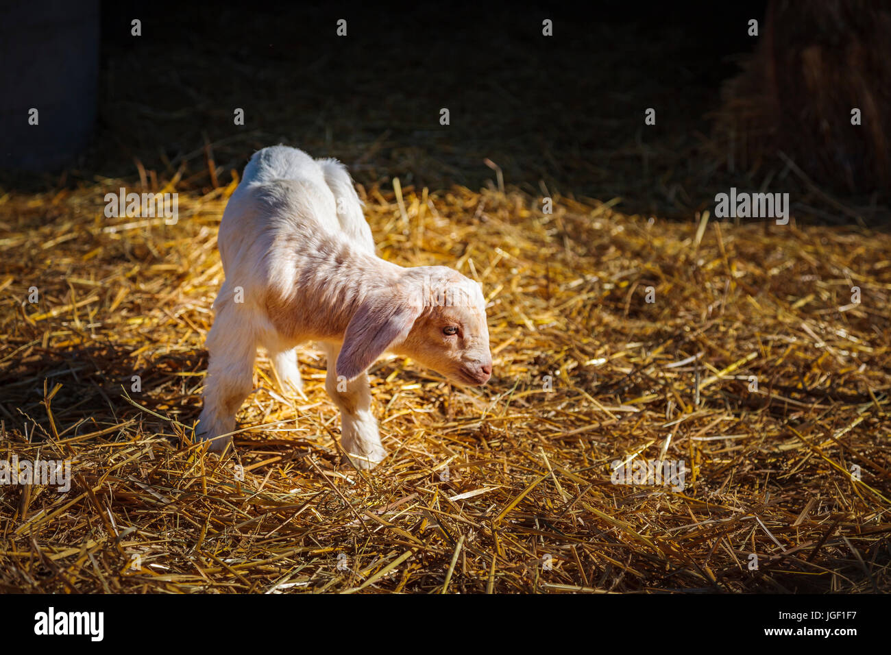 a white little lamb in a manger Stock Photo - Alamy