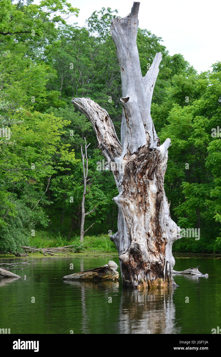 Springfield illinois nature hi-res stock photography and images - Alamy