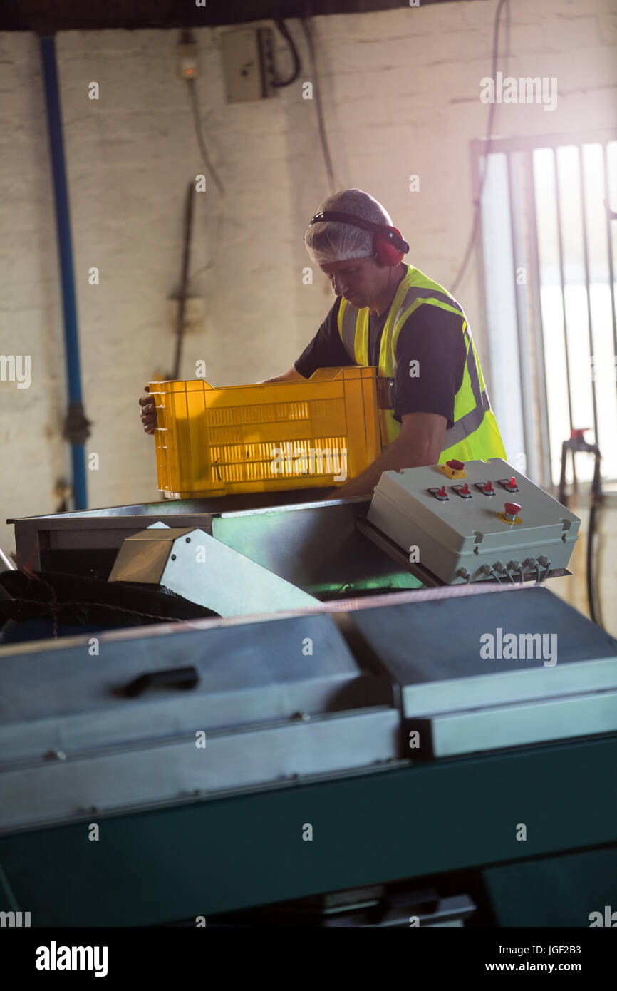 Worker putting harvested olive in machine at factory Stock Photo - Alamy