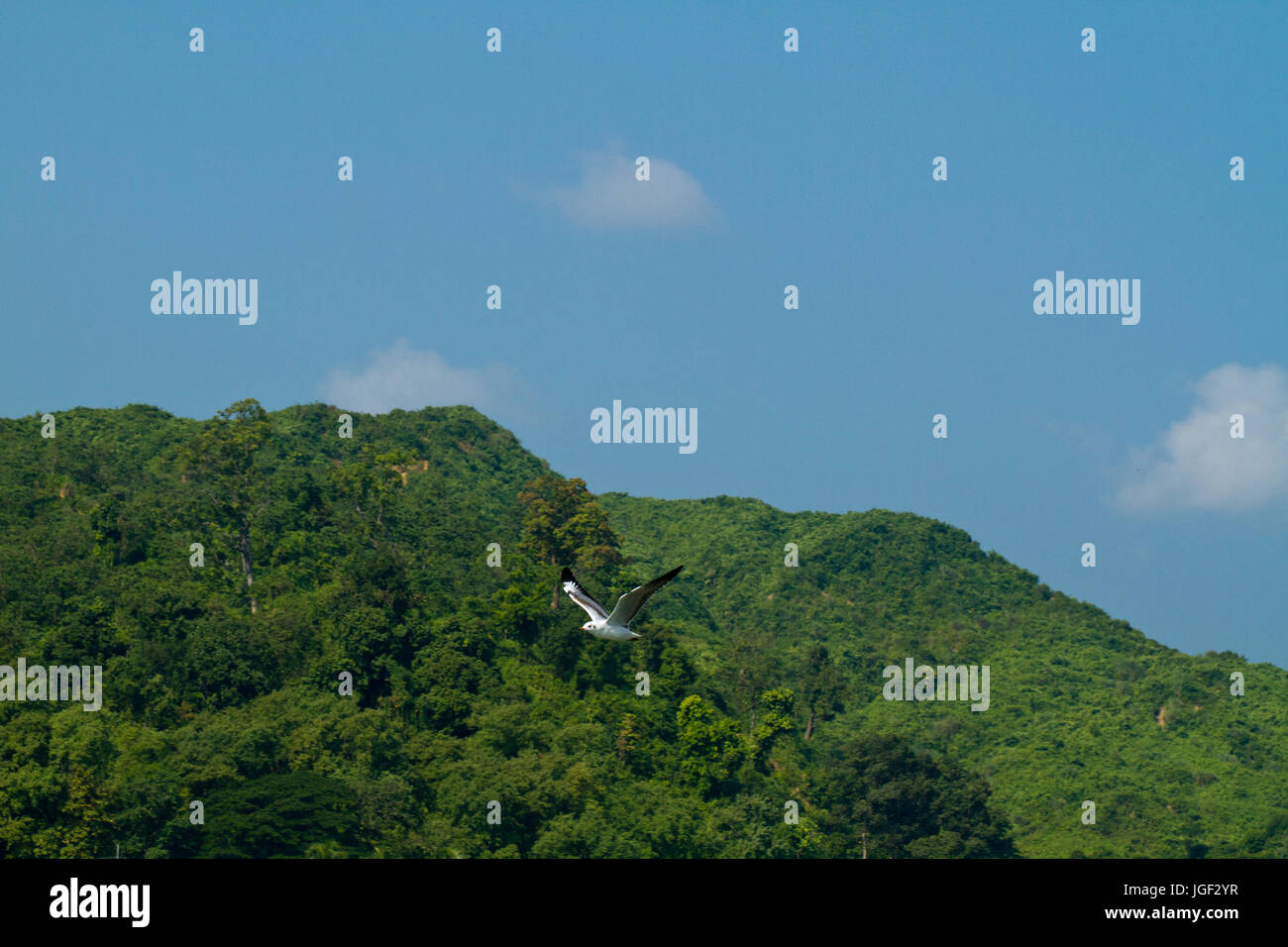 Bangladesh teknaf animal hi-res stock photography and images - Alamy