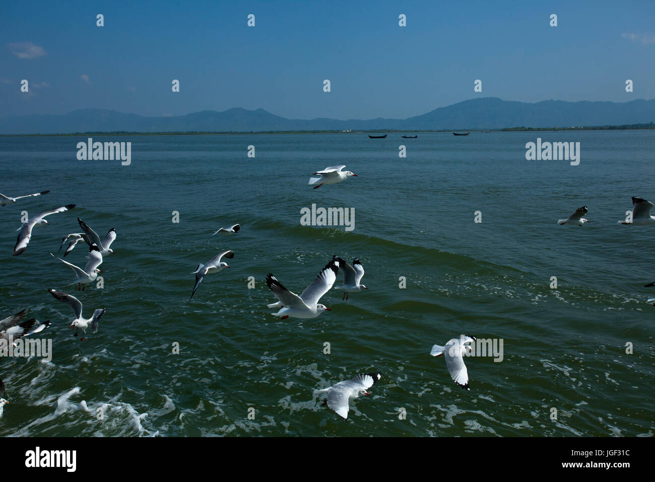 Bangladesh teknaf wildlife hi-res stock photography and images - Alamy