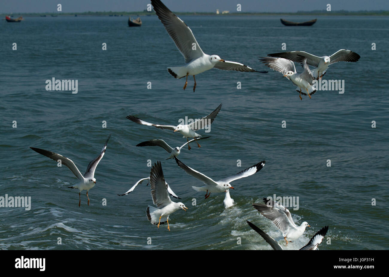 A flock of seagulls known as Gangchil flying over the Naf River. Teknaf ...