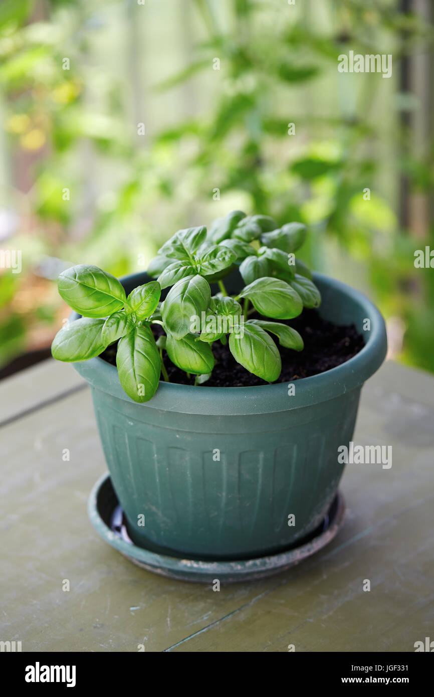 Potted Basil Plant. Pot of basil on table in garden. Basil herb plant ...