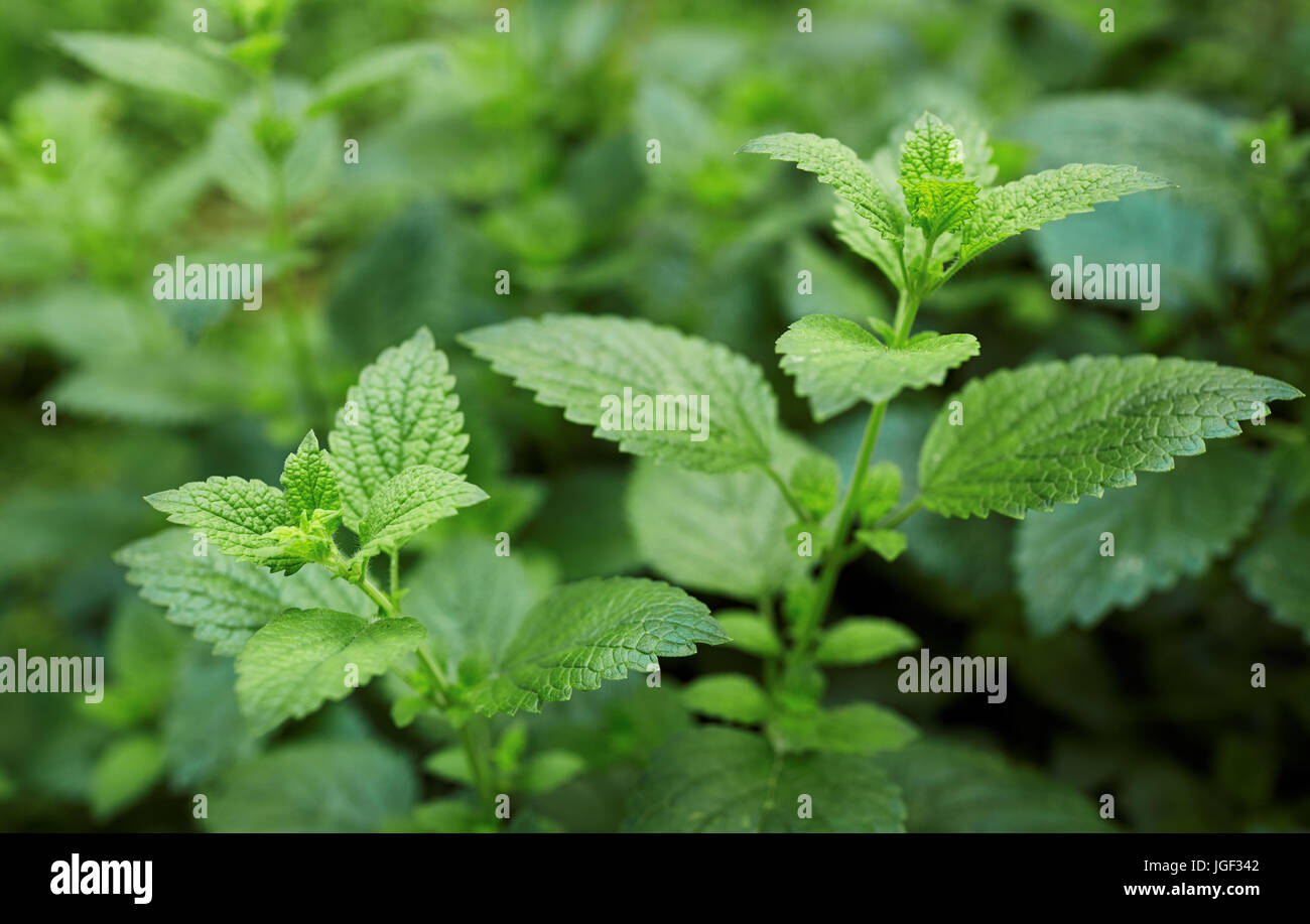 Lemon balm plant hi-res stock photography and images - Alamy