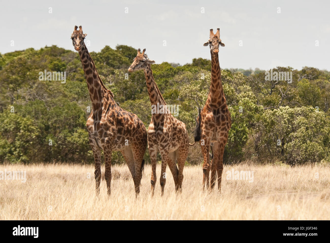 Climate change africa drought wildlife hi-res stock photography and ...