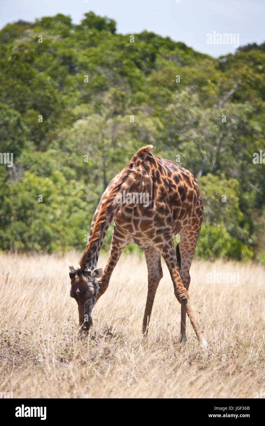 Giraffe in the Masai Mara, Kenya, Africa Stock Photo - Alamy