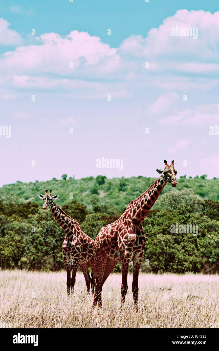 Cross processed photo of giraffes in the Masai Mara, Kenya, Africa ...