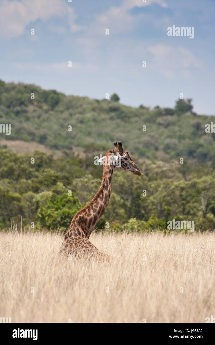 Giraffe in the Masai Mara, Kenya, Africa Stock Photo - Alamy