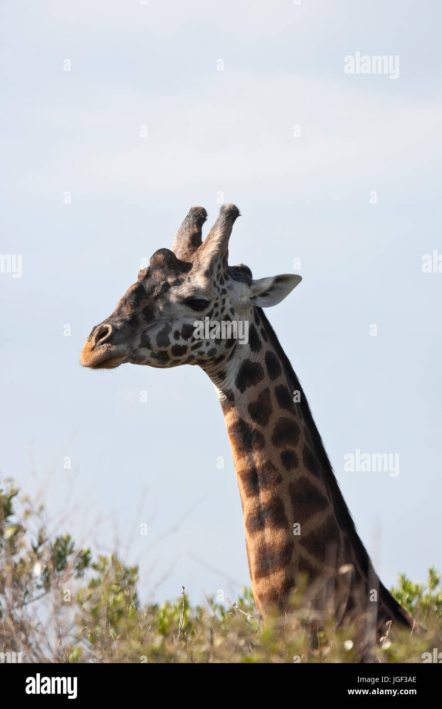 Giraffe in the Masai Mara, Kenya, Africa Stock Photo - Alamy