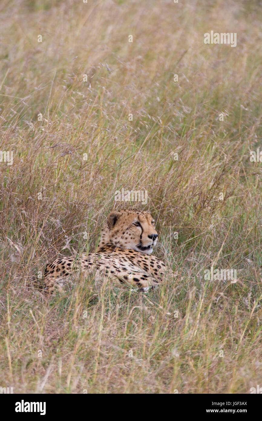 Cheetah in the Masai Mara, Kenya, East Africa Stock Photo - Alamy
