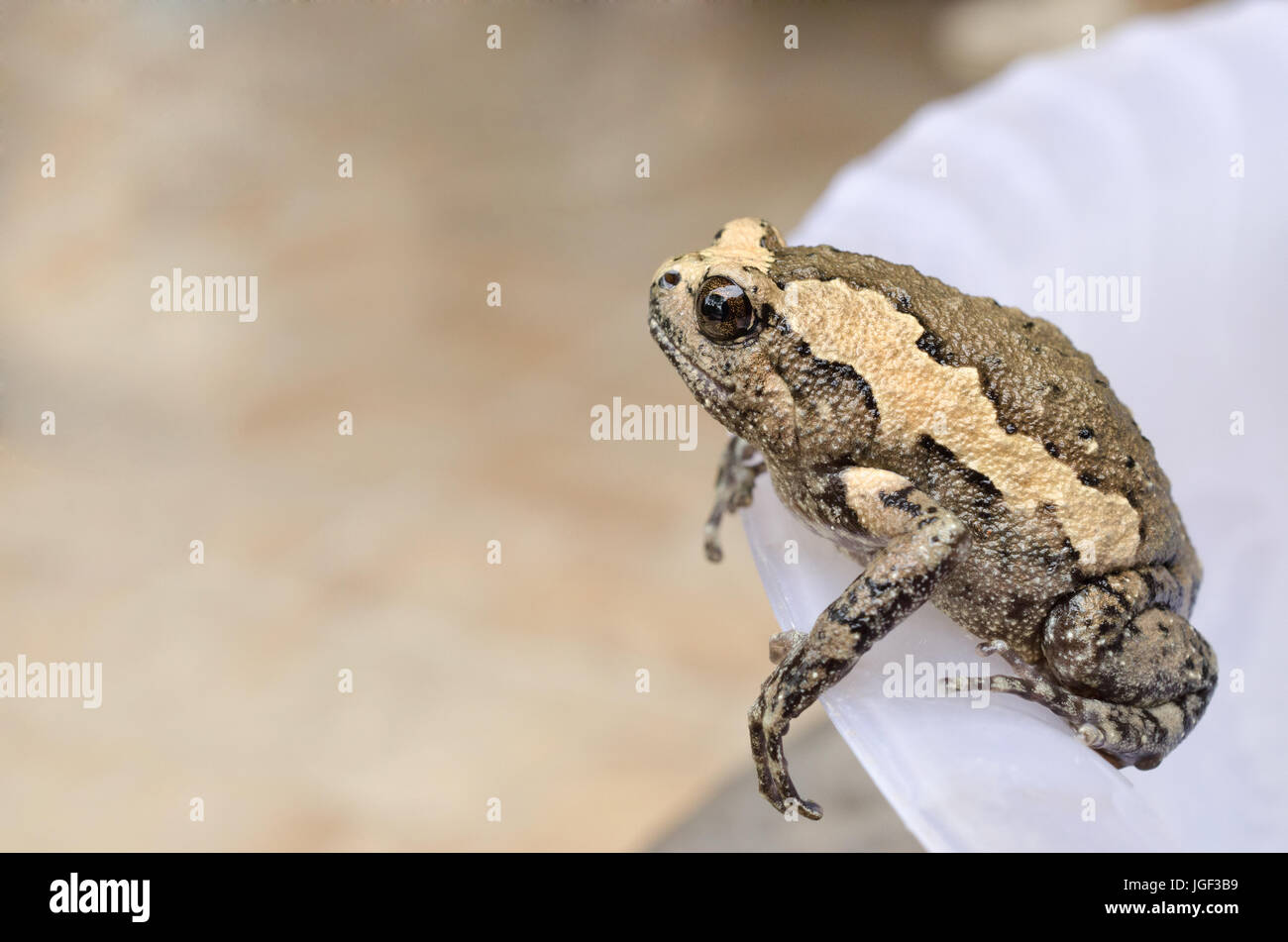 Close up Banded bullfrog on a bowl Stock Photo - Alamy