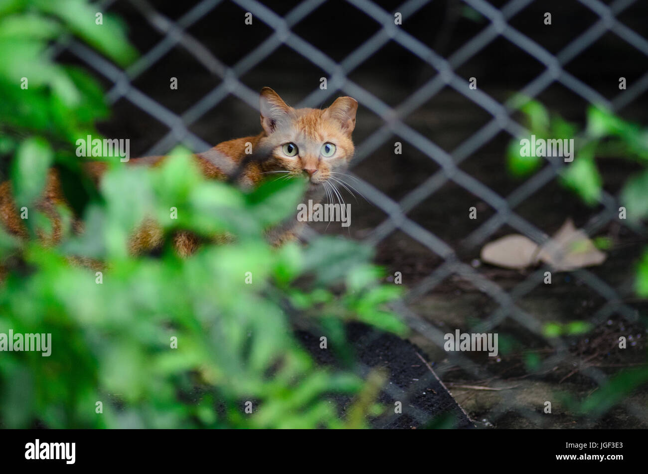 Cat behind the net Stock Photo - Alamy