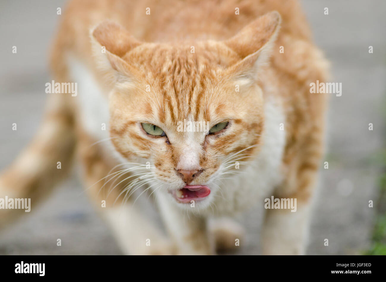Cat watching me Stock Photo - Alamy